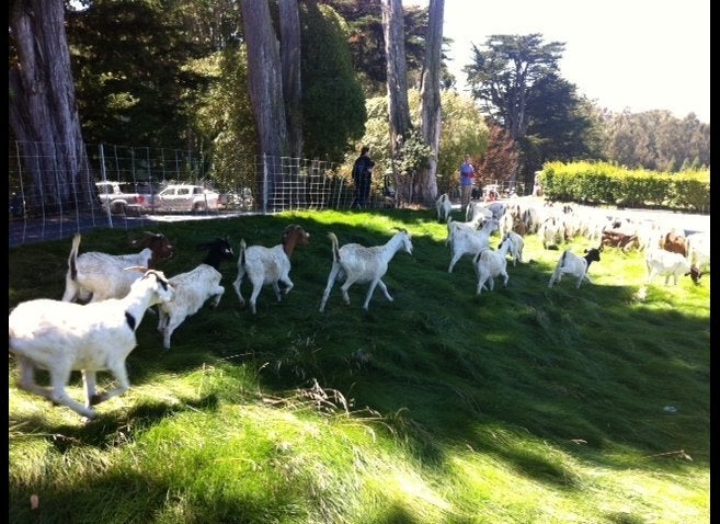 Presidio Golf Course Goats: Club Utilizes Animals For Landscaping ...