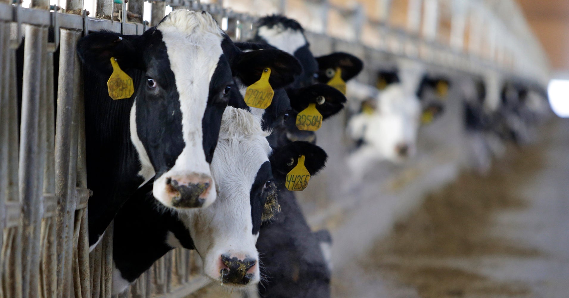 Dairy Farm Under Investigation After Undercover Footage Reveals Animal ...