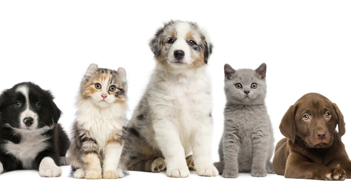 The Important Role Pets Can Play for Someone With a Serious Illness ...