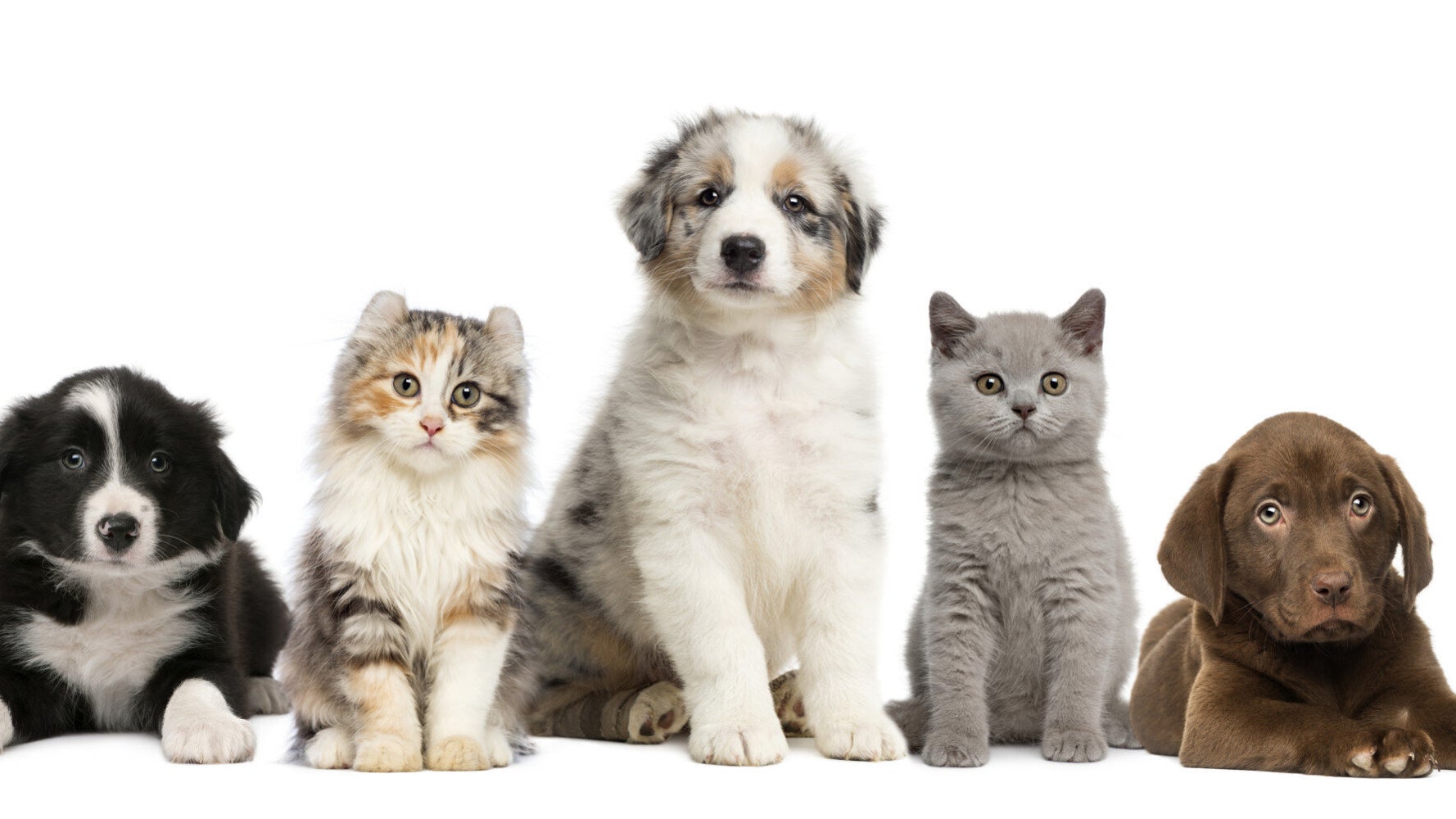 The Important Role Pets Can Play for Someone With a Serious Illness ...