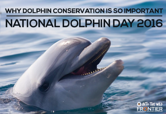 Why Dolphin Conservation Is So Important | HuffPost UK