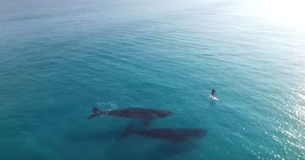 Why Do Whales Strand? | HuffPost UK News