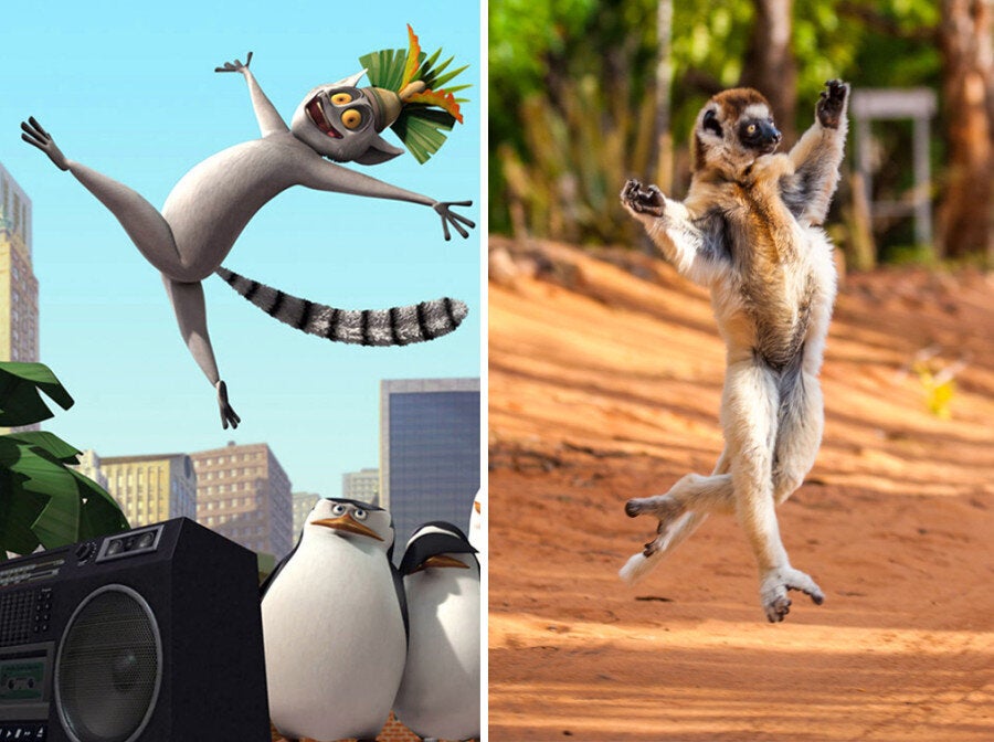 This Leaping Lemur Likes To 'Move It Move It' | HuffPost UK