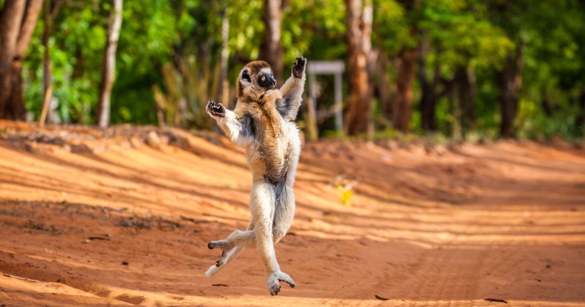 This Leaping Lemur Likes To 'Move It Move It' | HuffPost UK Comedy