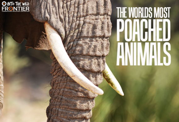 The World's Most Poached Animals | HuffPost UK
