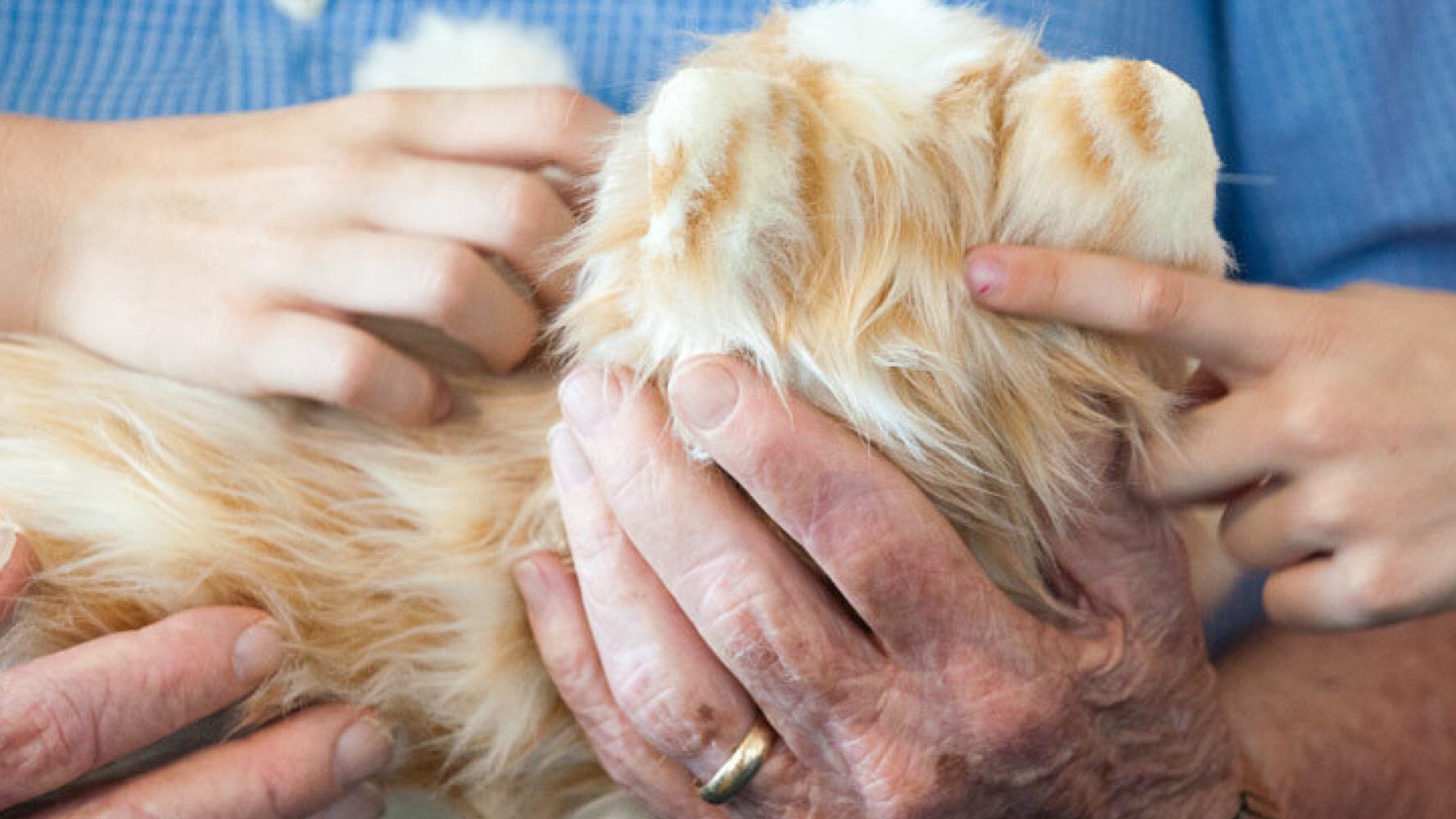 Hasbro's Robotic Cat Unveiled As New Companion Pet For The Elderly ...