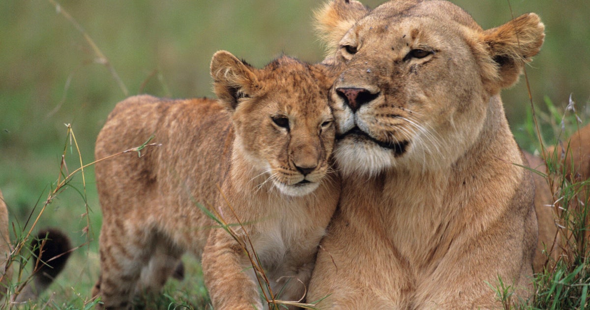 The Most Devoted Parents of the Animal Kingdom | HuffPost UK News