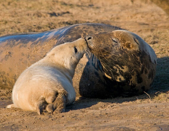 Elephants K Selected Species