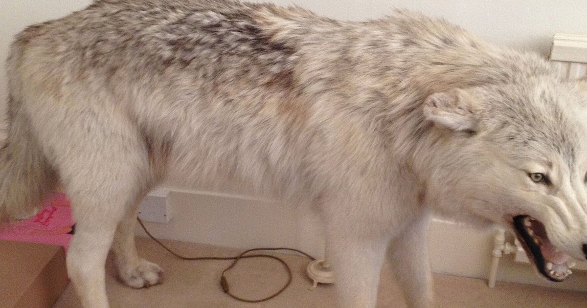 'Famous' Stuffed Wolf Frostbite Returned 'Undamaged' To Police After ...