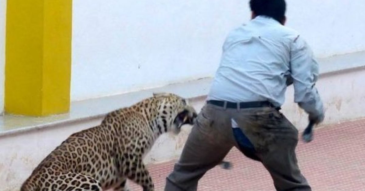 Bangalore Leopard Attacks School Injuring Six In Incredible Video ...