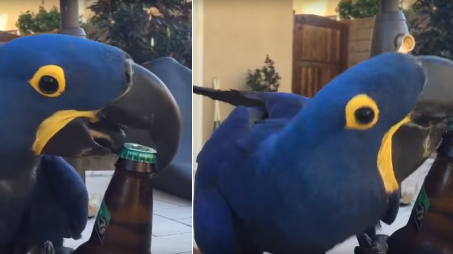 Bird Opens Beer Bottles With His Beak | HuffPost UK Comedy