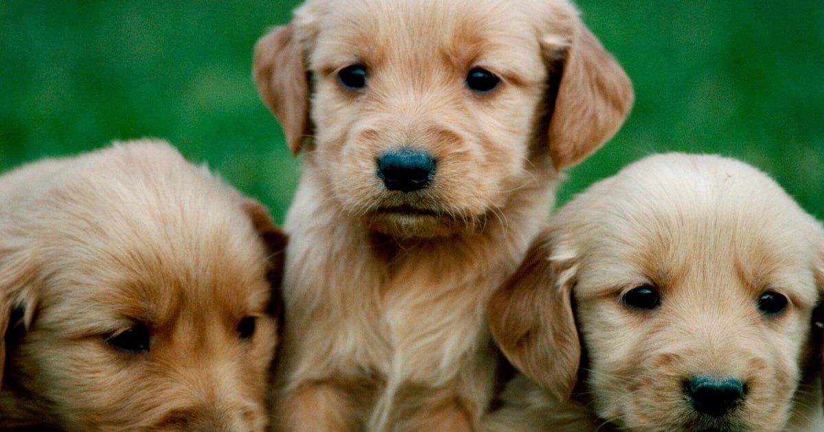 The Kennel Club Is Right on the Registration of Designer Dogs ...