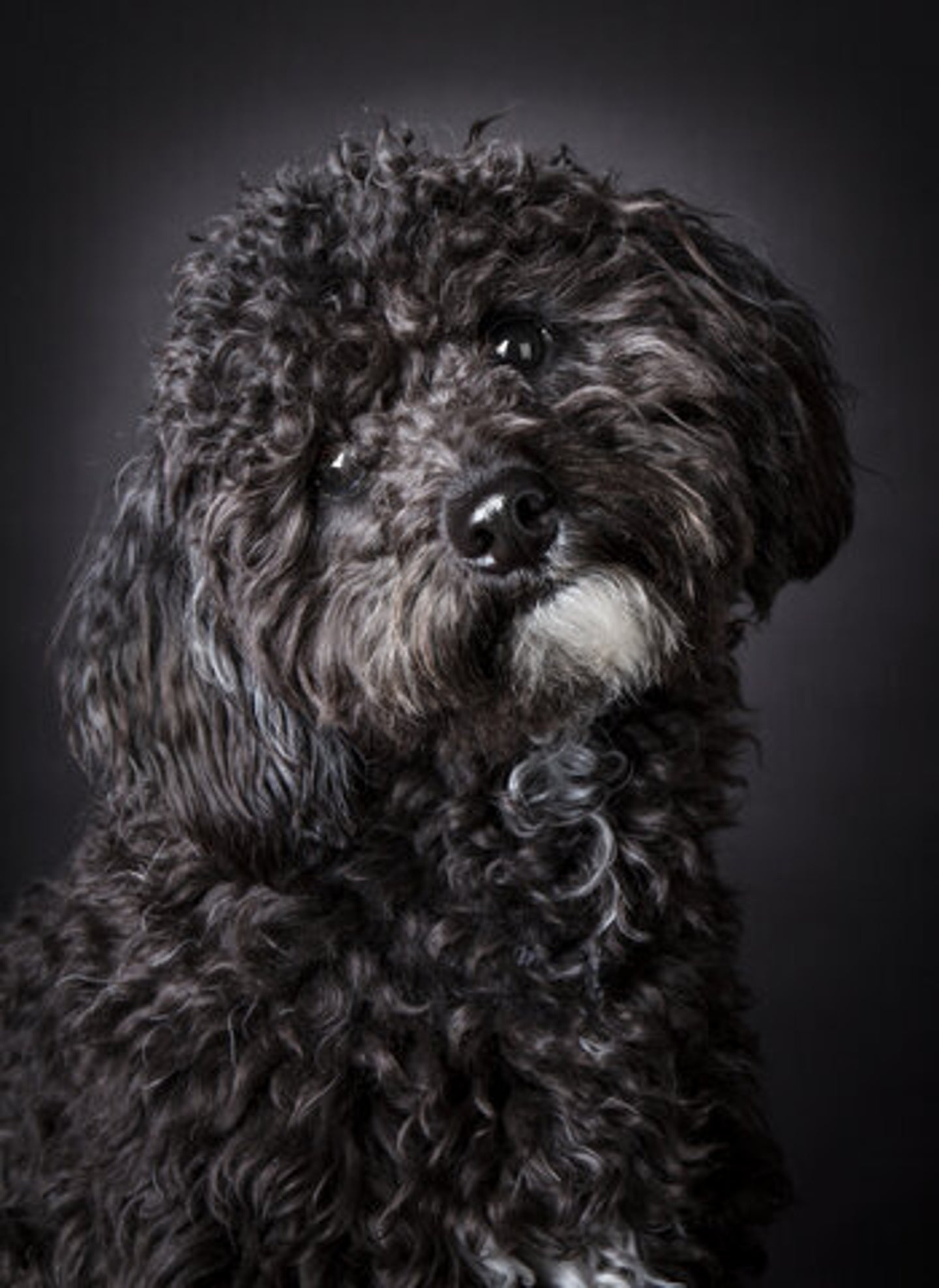 The Kennel Club Is Right on the Registration of Designer Dogs ...