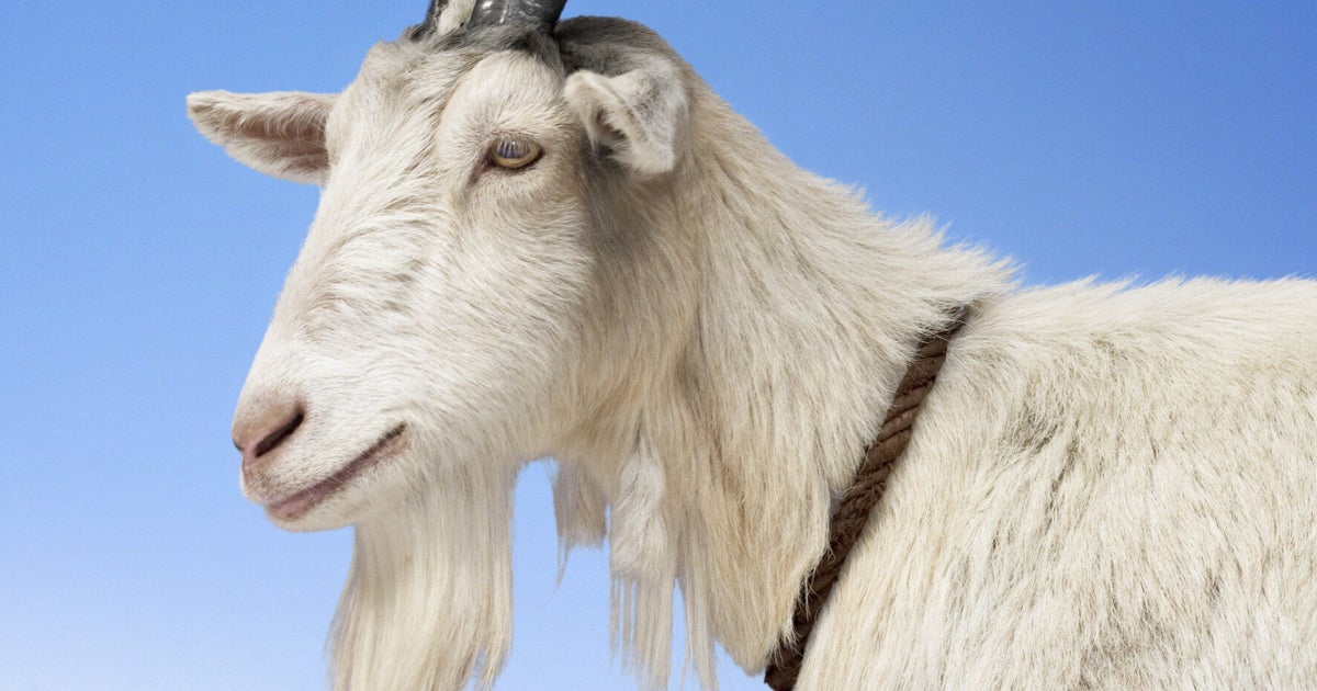 Goat Arrested In Chhattisgarh, India, For Trespassing | HuffPost UK Comedy
