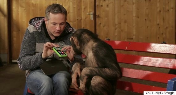 Monkeys Watching iPad Magic Is An Example Of Pure Joy | HuffPost UK