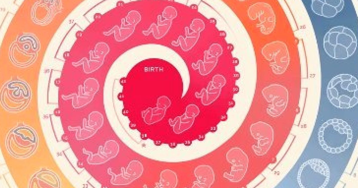 Fascinating Pregnancy Animation Shows Baby Grow From Fertilised Egg To ...