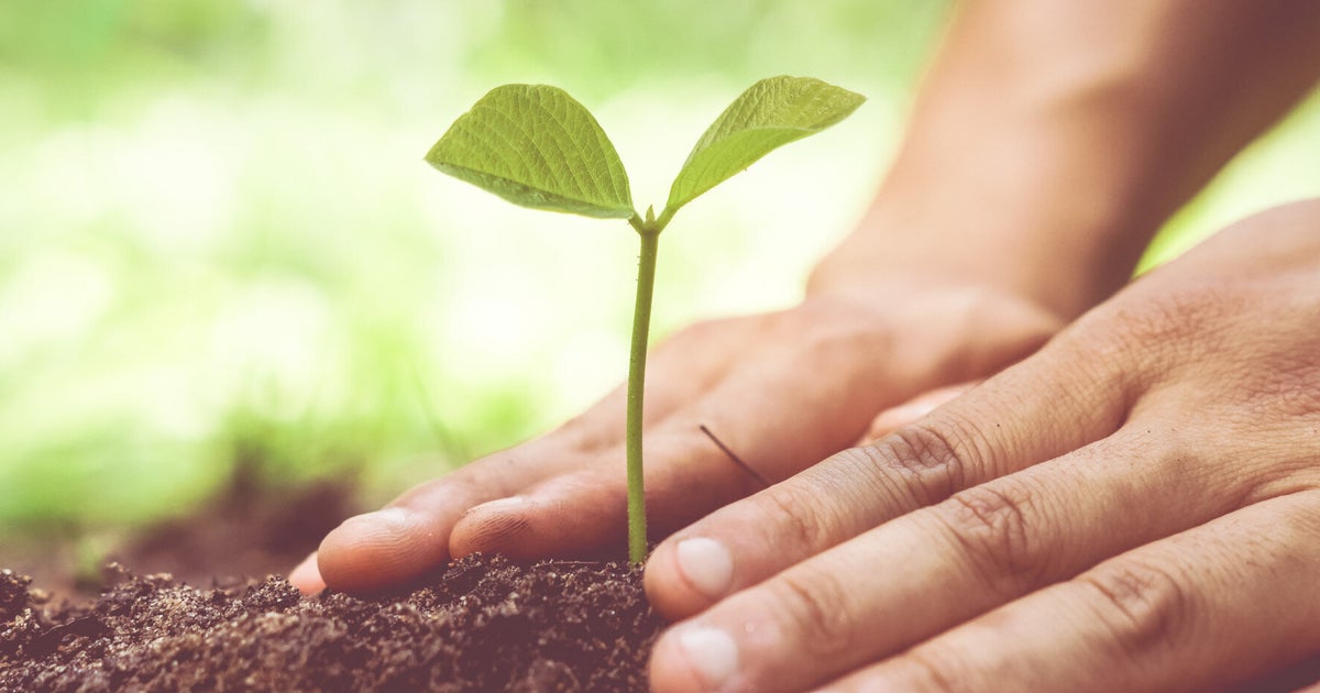 It's Time to Celebrate and Protect Our Soils | HuffPost UK Life