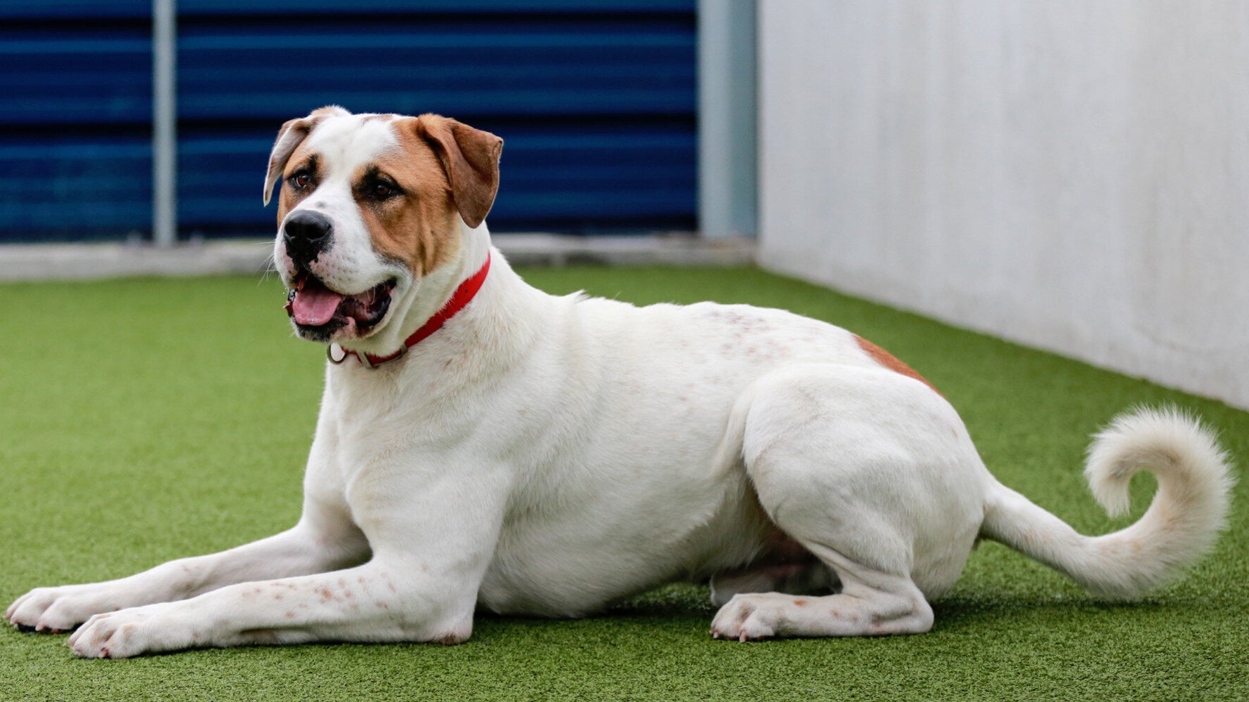 Give A Dog A Home: Plea To Rehome Battersea Dogs Home's Longest Serving ...