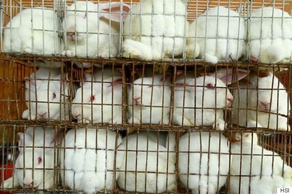 Rabbits On Fur Farms Brutally Killed In China for Products Sold In The ...