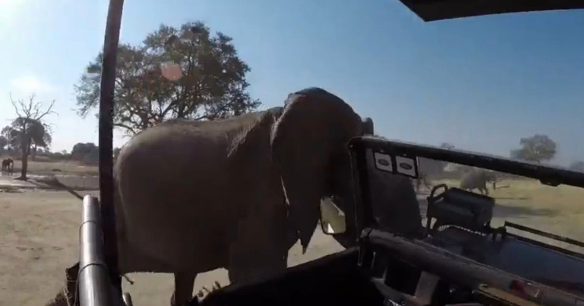 African Elephant Attacks Safari Truck During Fit Of Rage In Hwange ...