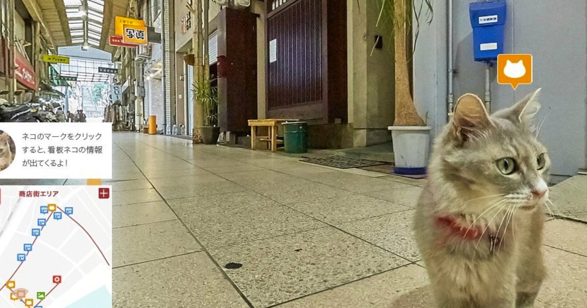 Google Street View For Cats? Japan Pilots Unique New Online Maps ...