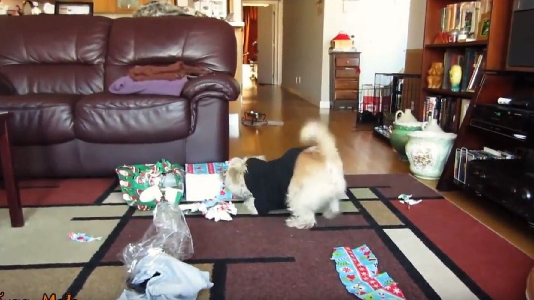 Dogs Opening Christmas Presents Video Compilation | HuffPost UK Comedy