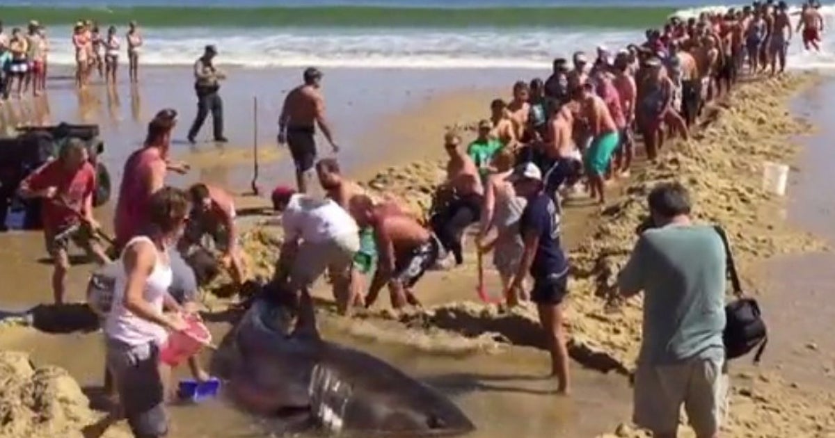 Great White Shark Rescue: Beachgoers Attempt To Save Stranded Predator ...