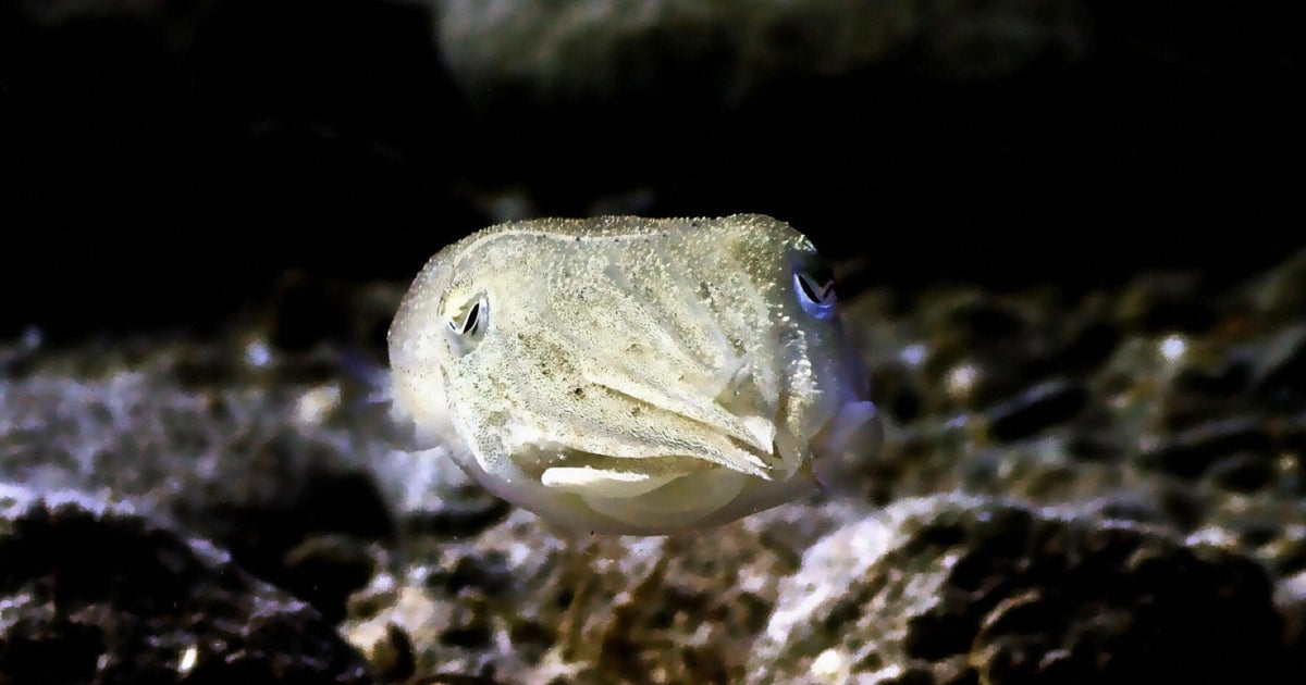 Mysterious Ocean Hum Could Be Explained By Fish Farting | HuffPost UK Tech