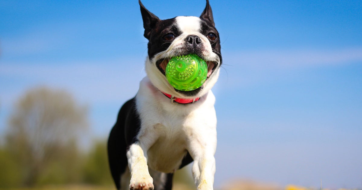 Be More Dog! | HuffPost UK Life