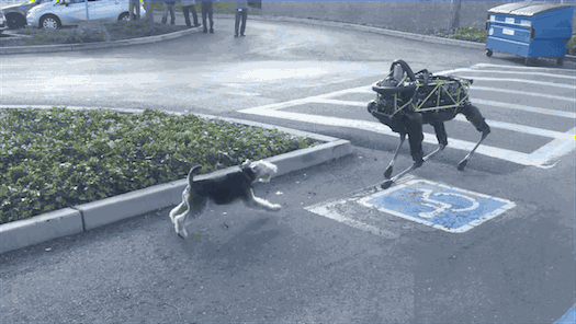 Watch Boston Dynamics' 'Spot' Robot Dog Meet A Real Dog For The First ...