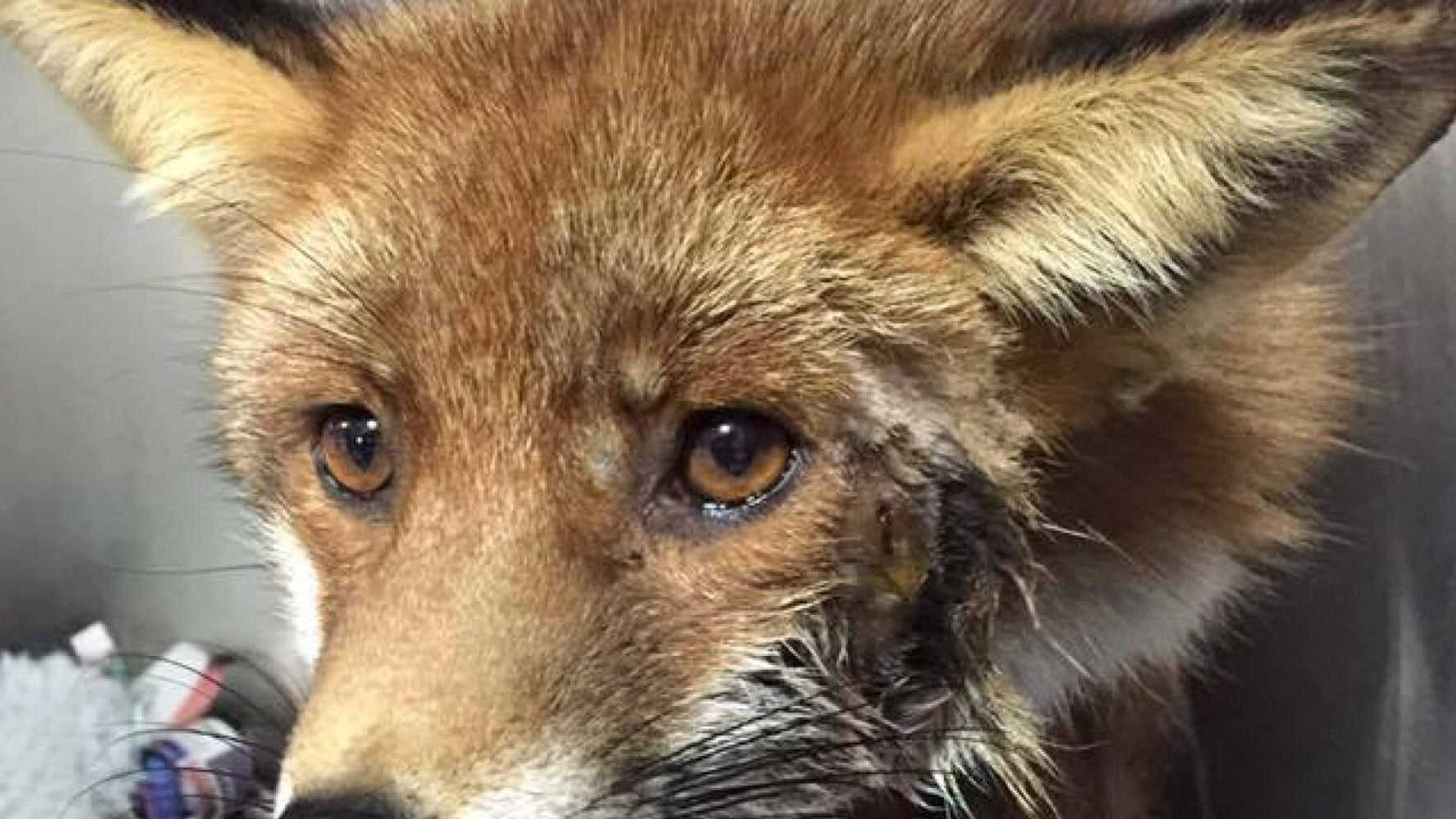Fox Shot Through The Head With A Crossbow In Bromley Prompts Appeal For ...
