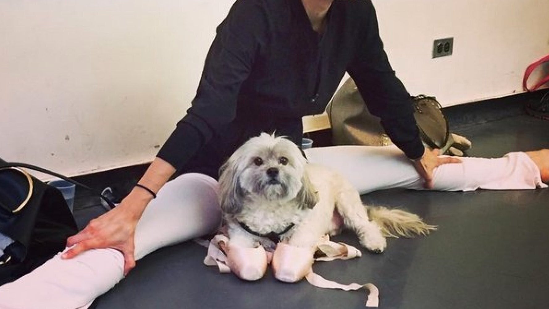 Ballet Dancers At American Ballet Theatre Take Their Adorable Dogs To ...