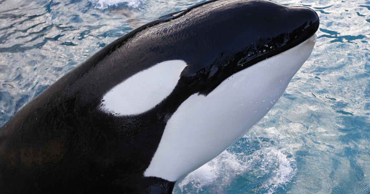 SeaWorld Is Suing California Authorities Over Ban On Breeding Orcas ...