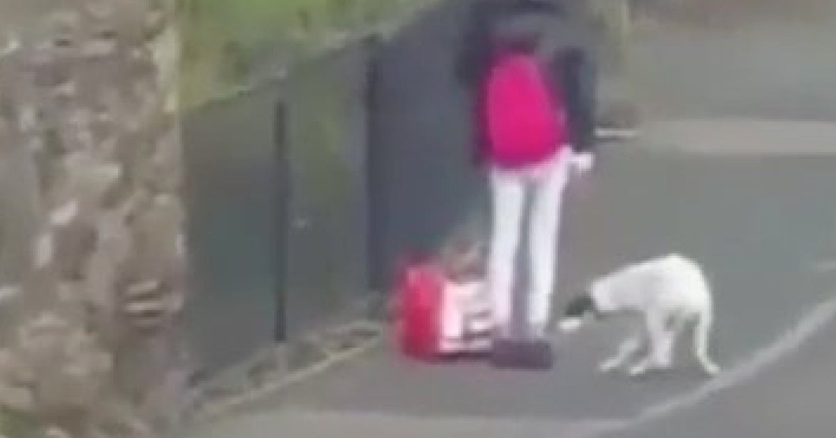Woman Filmed Kicking Dog In Street In South Yorkshire Sparks RSPCA ...