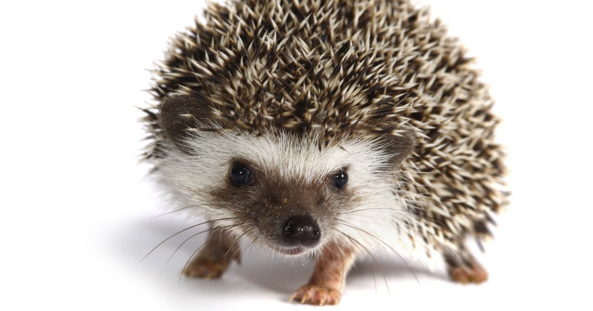 A Hedgehog Howdedo ~ Tiggywinkles, Haddenham, Buckinghamshire ...