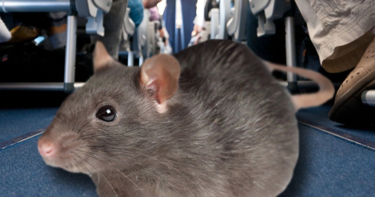Rat On Plane Forces Air India Flight To Return To Mumbai | HuffPost UK News