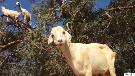 Moroccan Argan Goats Climbing Trees Are Helping The Production Of Oil ...