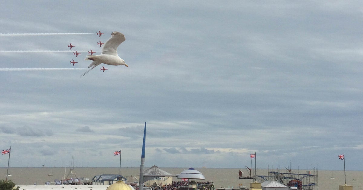 Seagull Photo-Bombs Red Arrows Flypast At Clacton Air Show, Making For ...