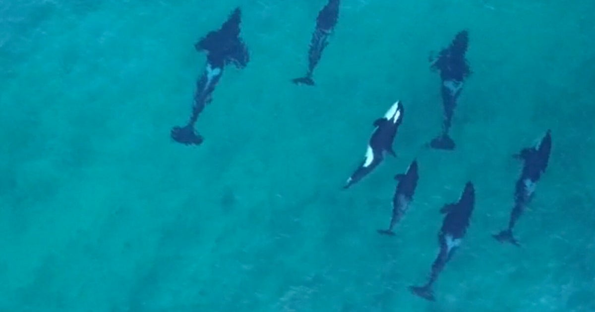 Orca Drone Footage Captures Animals In Rare Camera Angles | HuffPost UK ...