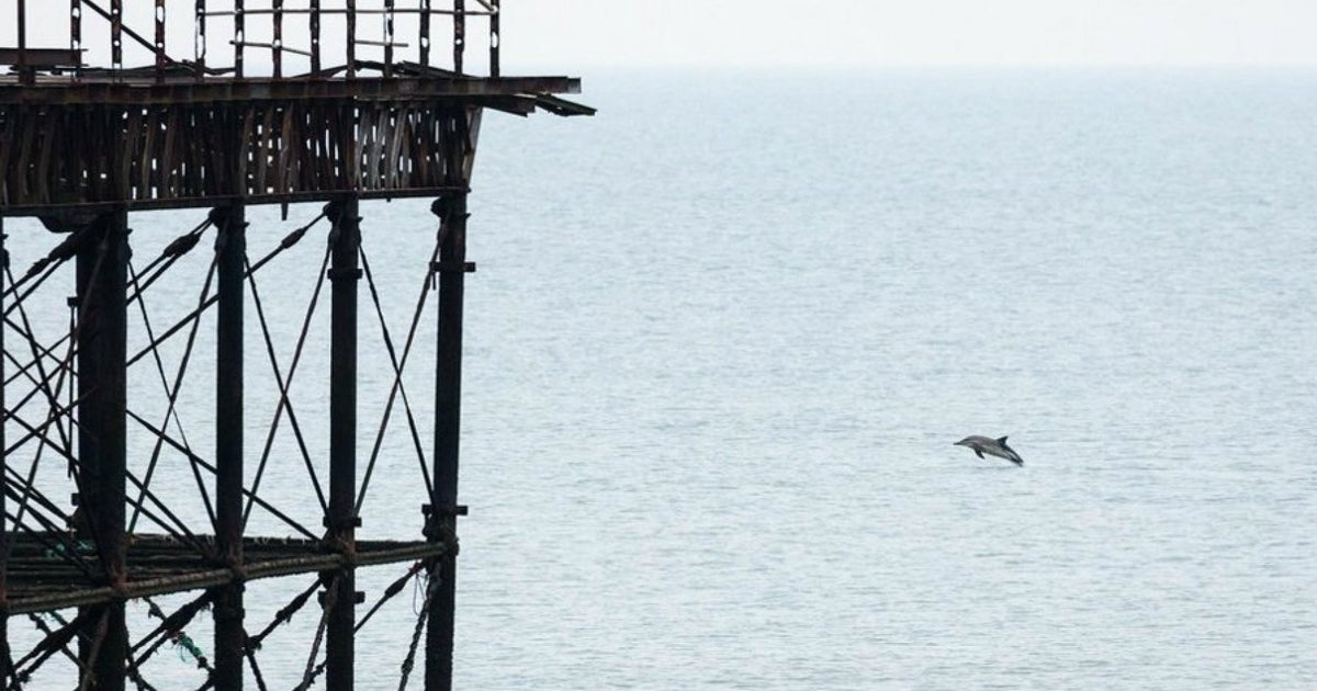 Photographer Captures Incredible Rare Sighting Of A Dolphin At Brighton ...