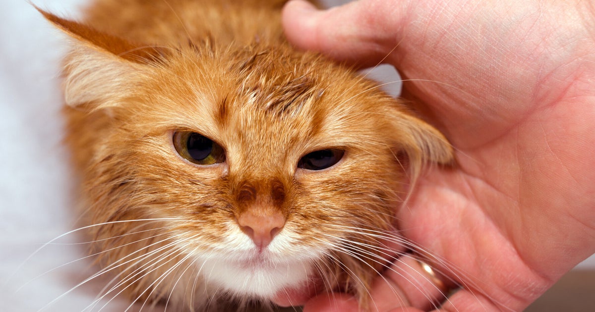 More Needs to Be Done to Stop Trigger Happy Cat Shootings | HuffPost UK ...
