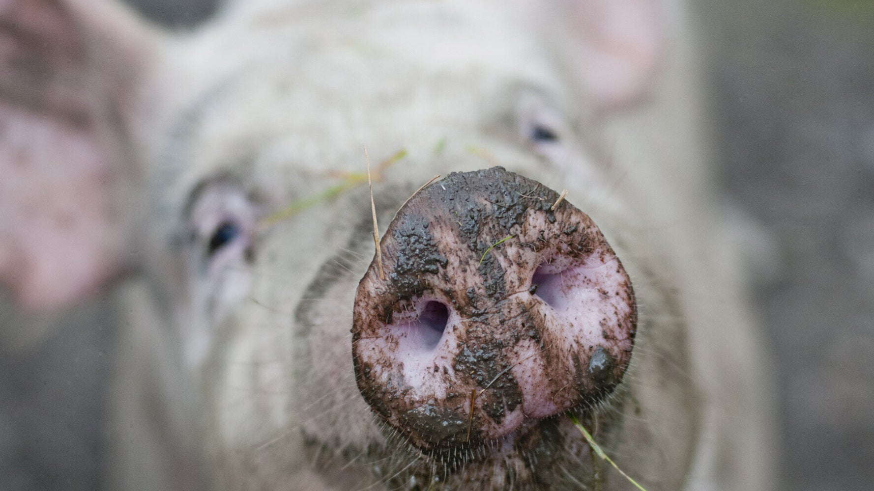 David Cameron Pig Allegations Given Scathing Treatment By Scottish ...