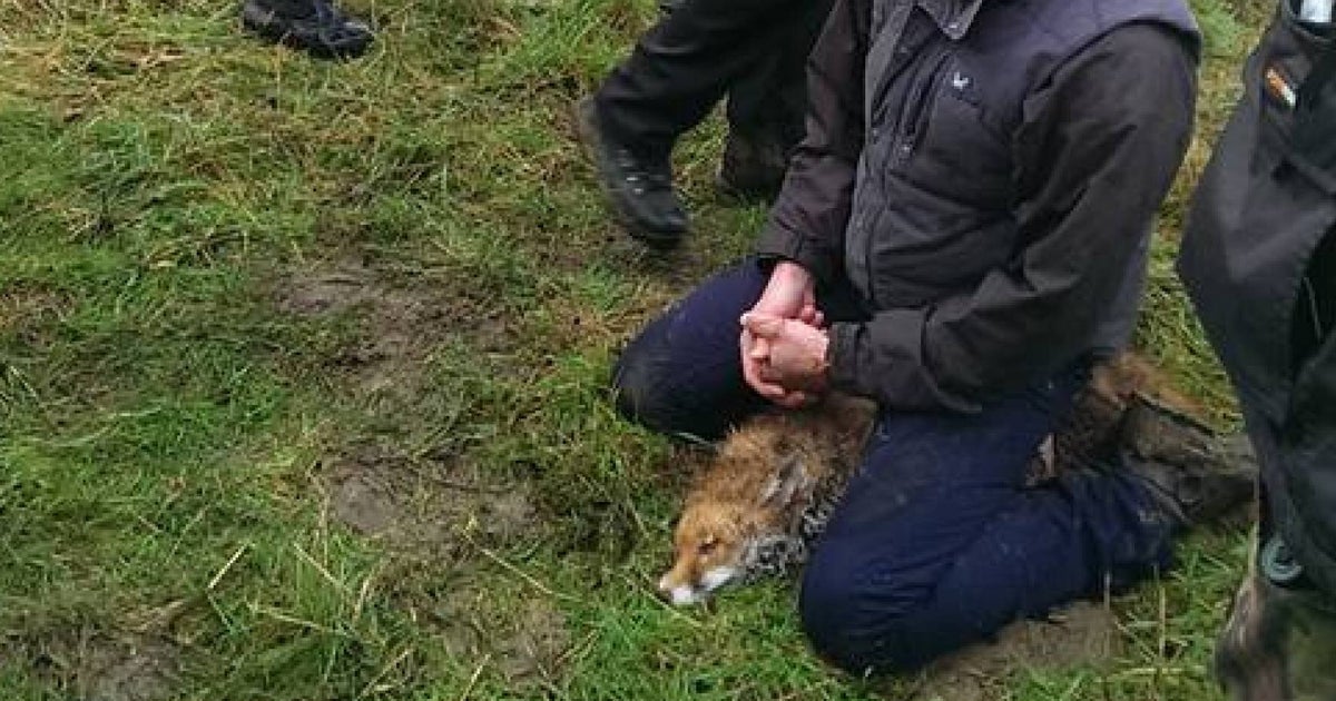 Fox Hunting: Images Of Dead Fox Posted On Facebook Following ...
