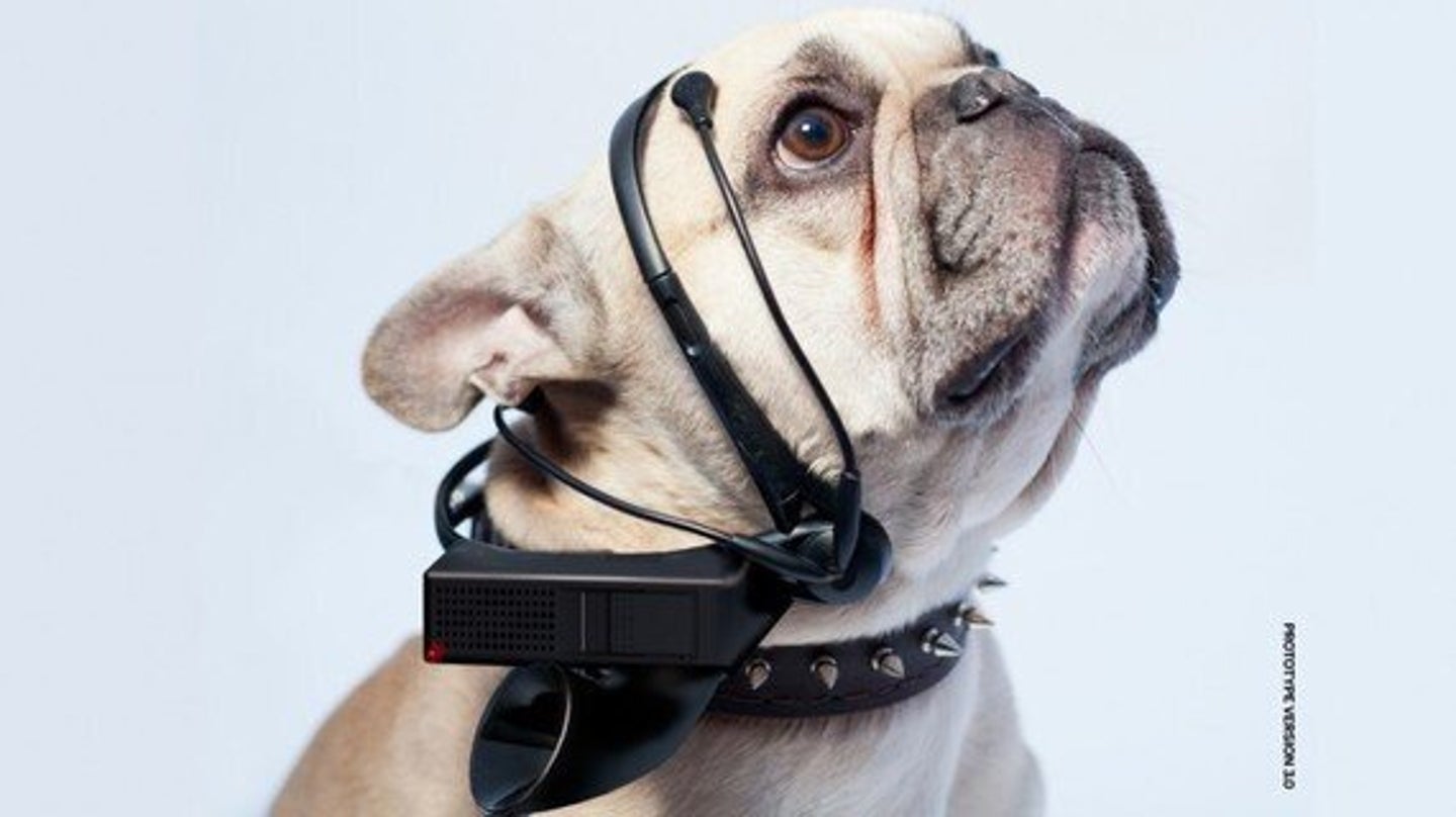 How Pets and Pet Owners Are Benefiting From the Latest Innovations in ...