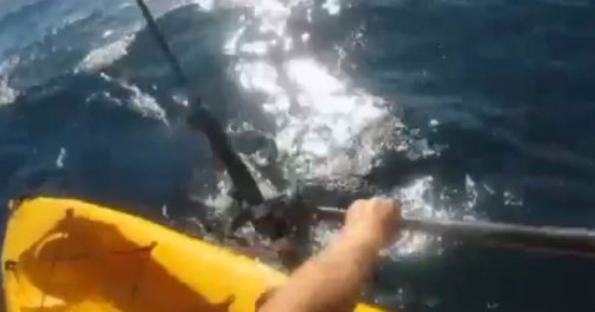 Hammerhead Shark Beaten Away By Californian Kayaker Armed With Paddle ...