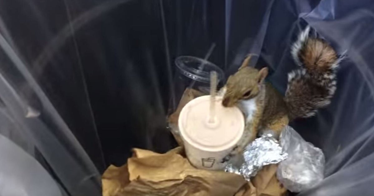 Forget Pizza Rat, Milkshake Squirrel Is The Latest Rodent To Be Caught ...