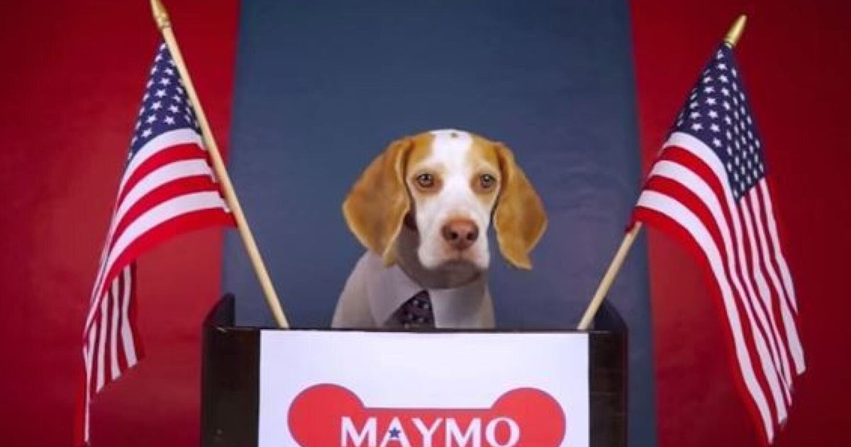 Maymo The Dog Running For President Of The USA | HuffPost UK Comedy