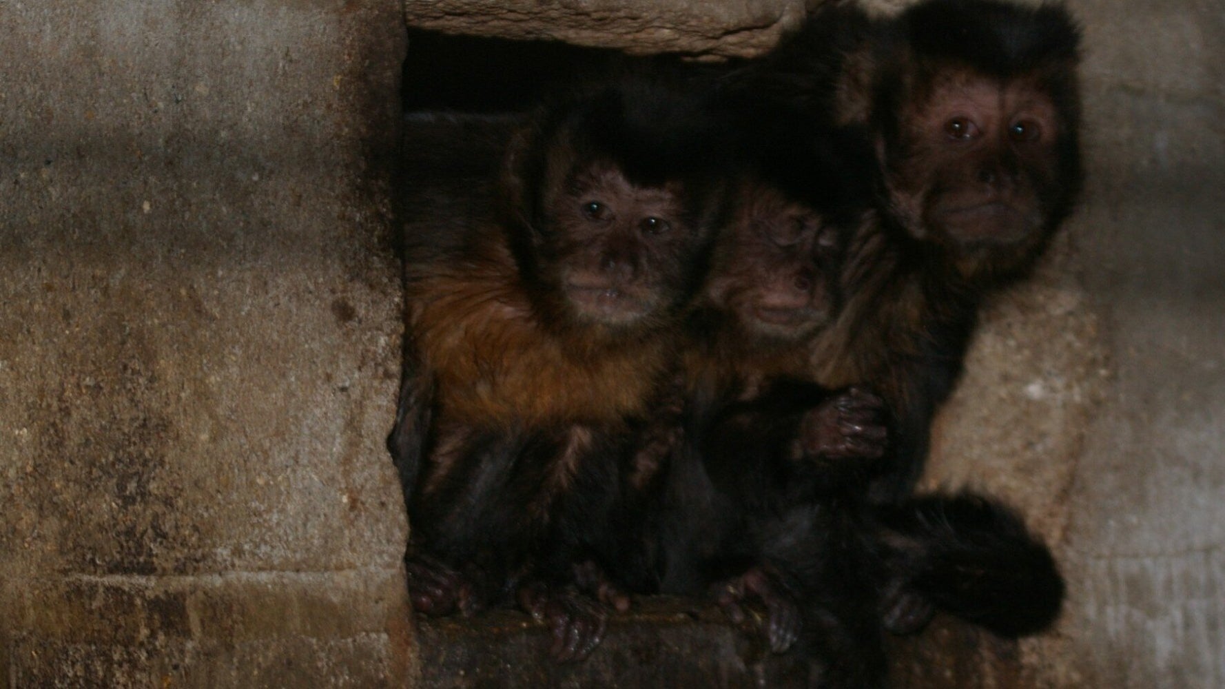 Primates As Pets Sparks Mass Campaign By RSPCA, Born Free Foundation ...