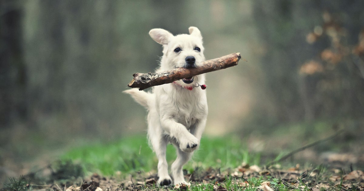 Dog Owners Warned That Throwing Sticks Can Cause 'Horrific Injuries ...