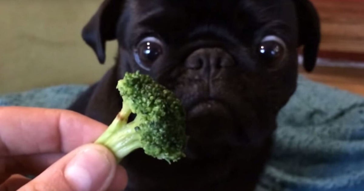 Toby The Pug Loves Broccoli | HuffPost UK Comedy